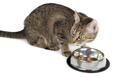 Refeeding Syndrome - Cats on Broadway Veterinary Hospital